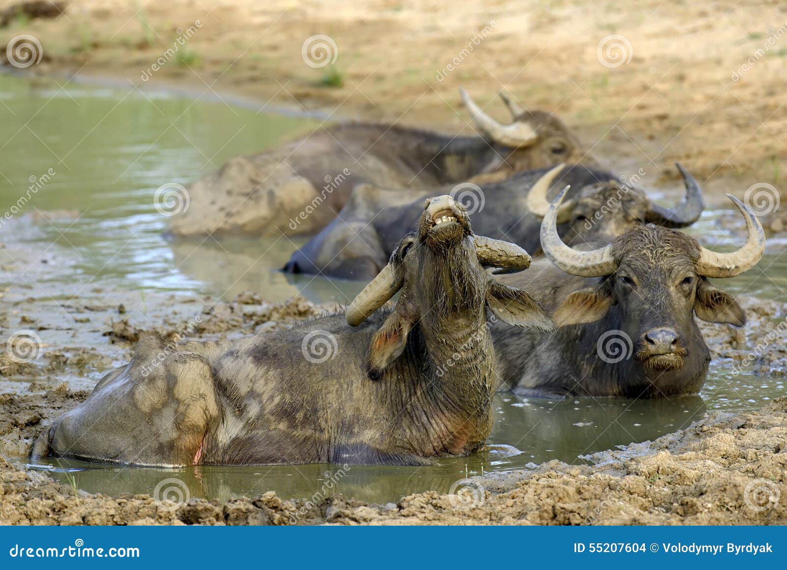 Water Buffalo are Bathing in a Lake Stock Photo - Image of outdoor ...