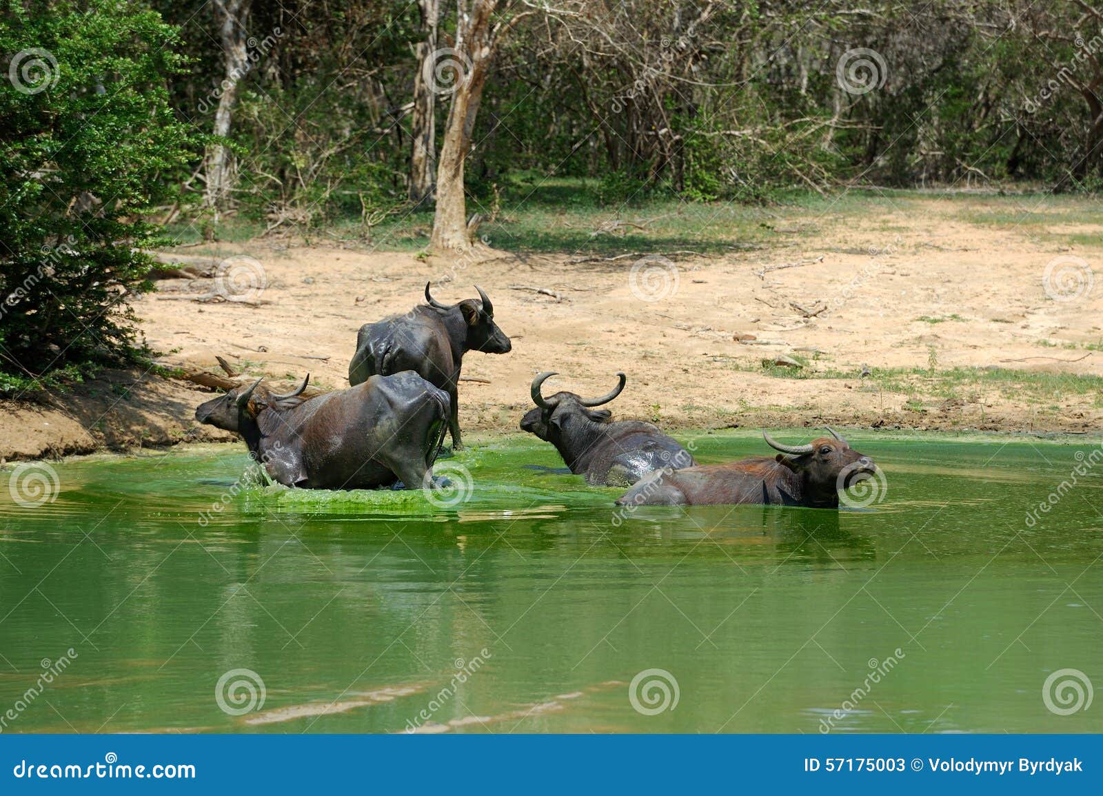 Water Buffalo are Bathing in a Lake Stock Image - Image of paddy, asia ...