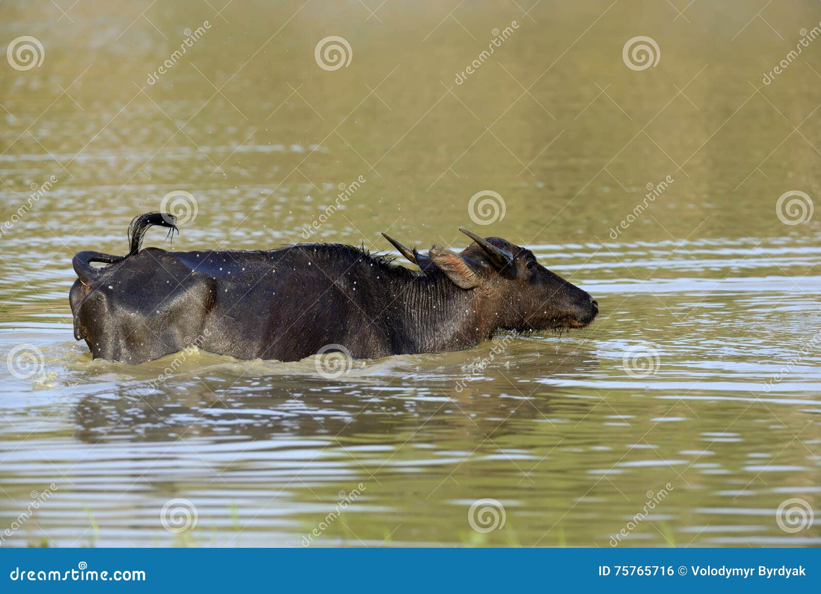 Water Buffalo are Bathing in a Lake Stock Photo - Image of paddy ...