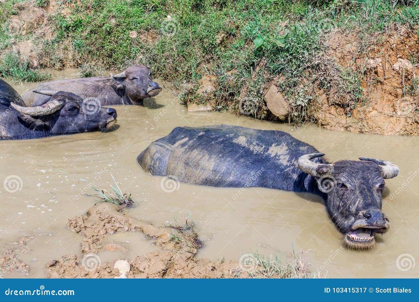 Water Buffalo Bathing in Mud Stock Image - Image of animal, sapa: 103415317