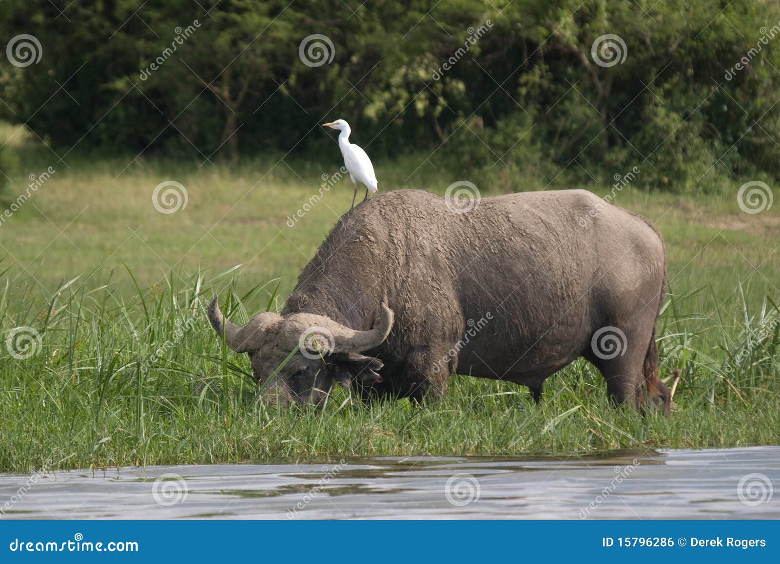 Water Buffalo and Bird, Uganda Stock Photo - Image of bird, wild: 15796286