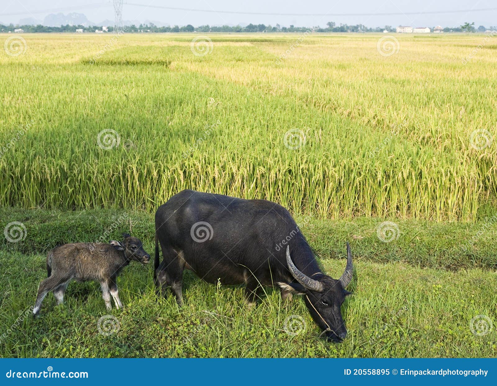 Water Buffalo and Calf in Rice Field Stock Image - Image of rice, eats ...