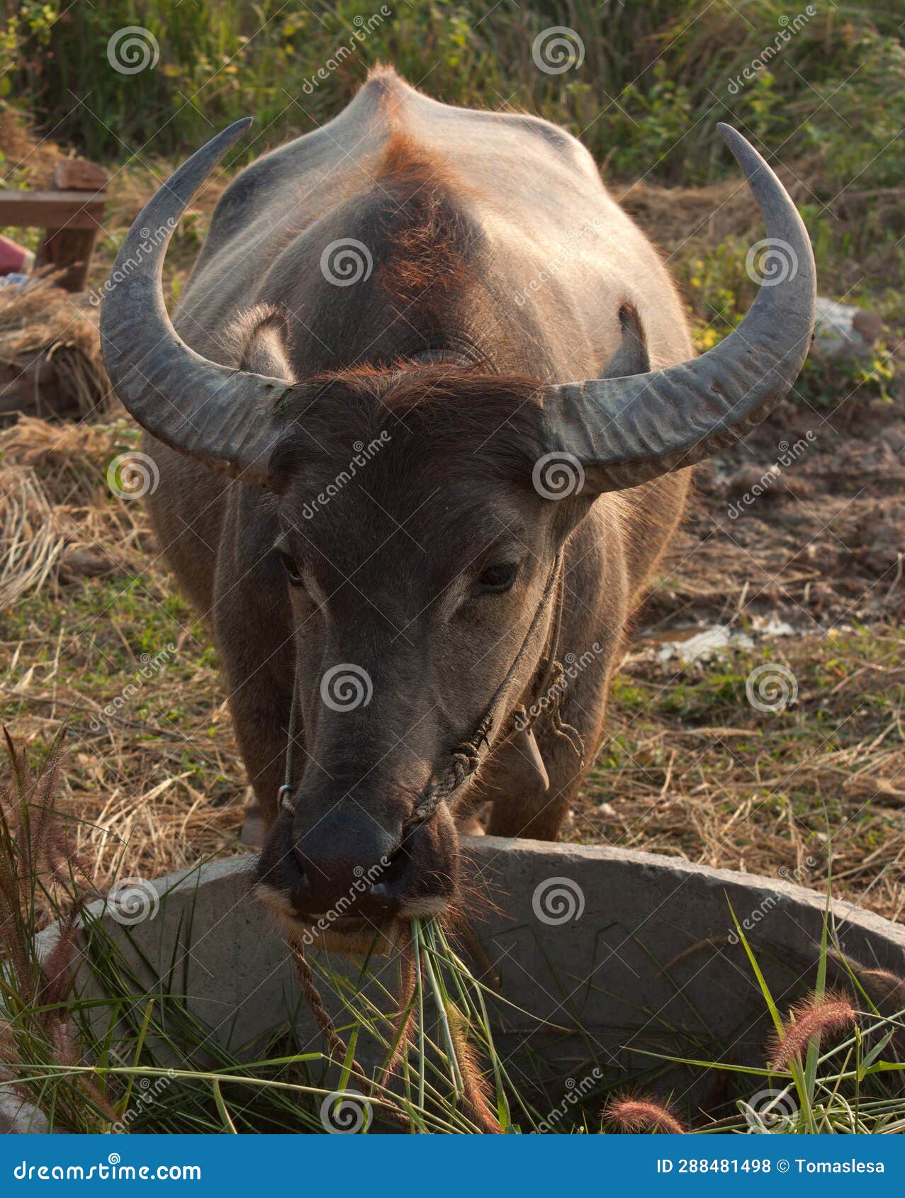 A Water Buffalo in Cambodia Eating Stock Photo - Image of local, asian ...