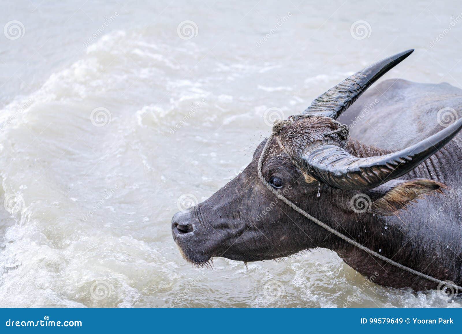 Water Buffalo - Carabao in the River Stock Image - Image of closeup ...