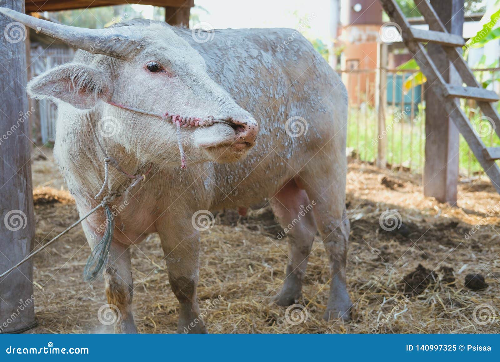 Water Buffalo Cattle in Stable Stock Image - Image of bull, wildlife ...