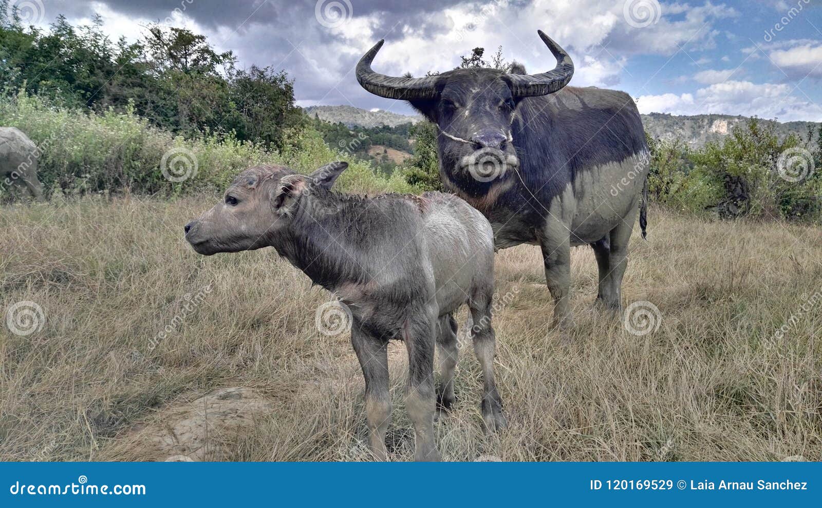 Water Buffalo with Child in Myanmar Field Stock Image - Image of burma ...