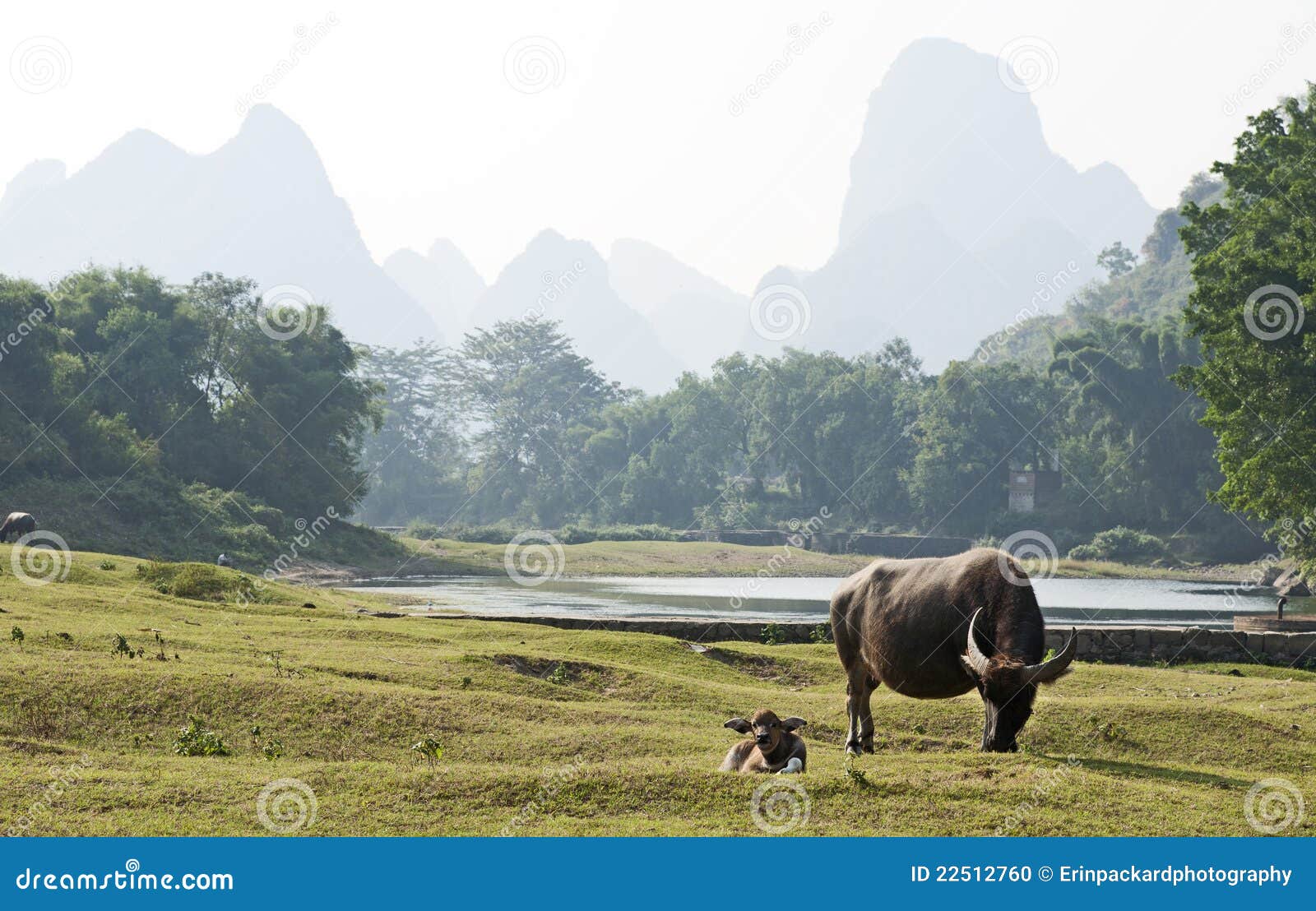 Water Buffalo In China Stock Photo - Image: 22512760