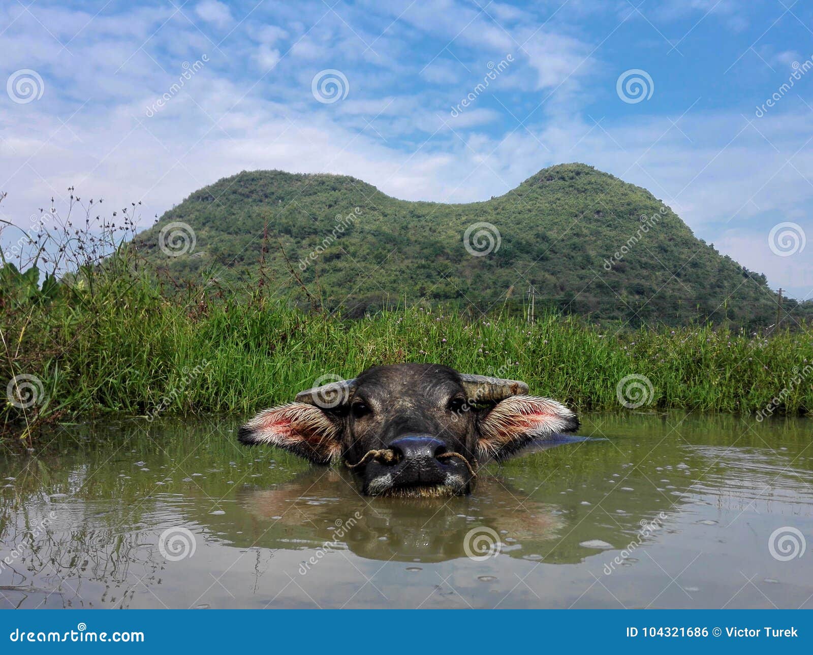 Water Buffalo in china stock photo. Image of water, chinese - 104321686