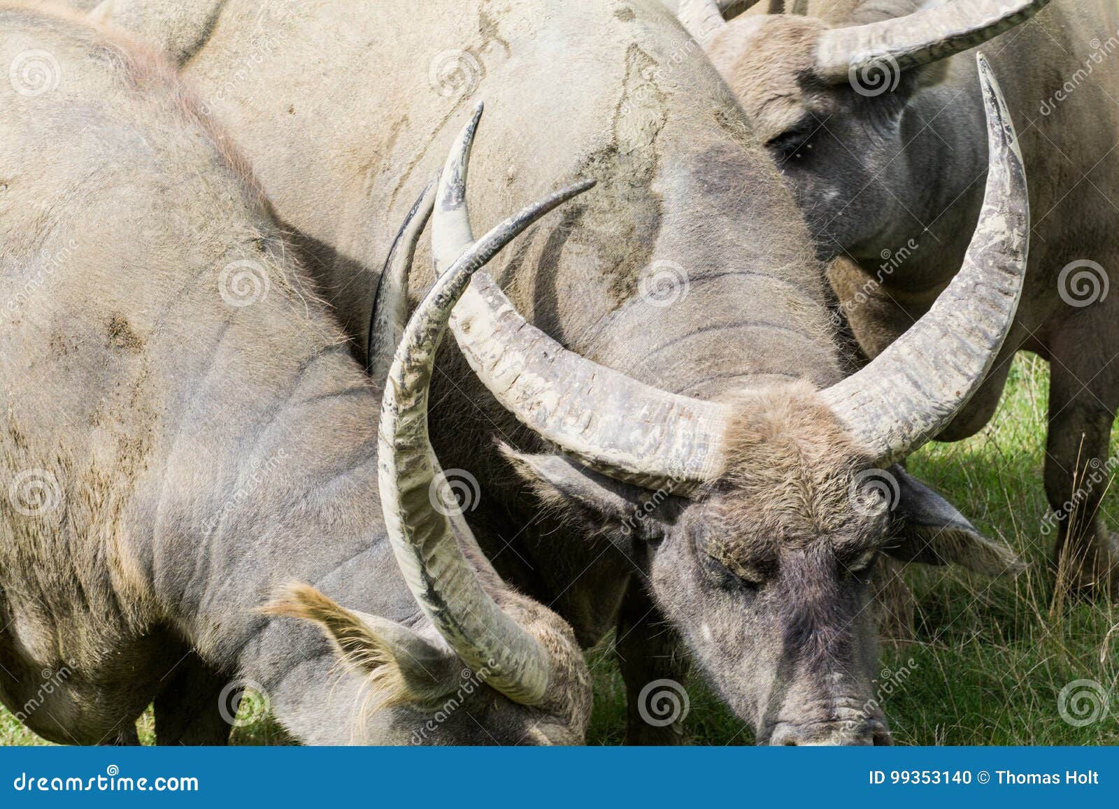 Water Buffalo Close Up Eating in the Wild Stock Photo - Image of ...