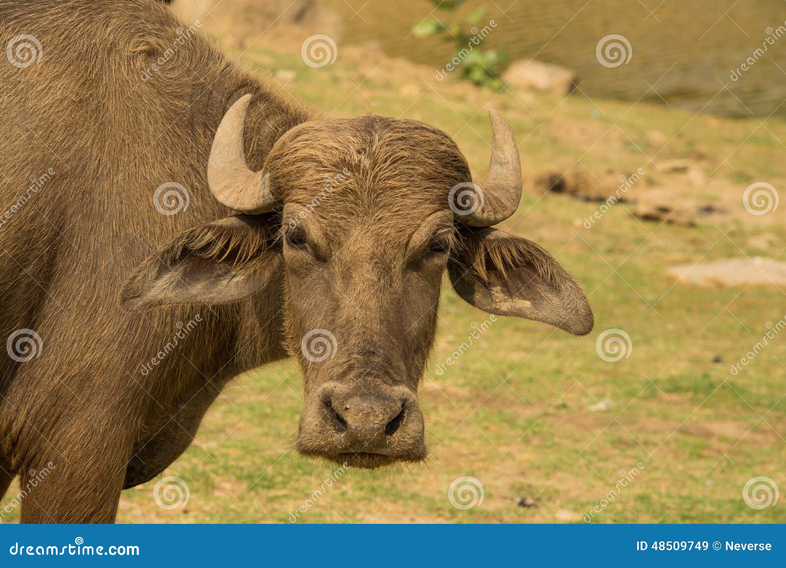 Water buffalo stock image. Image of india, bird, horn - 48509749