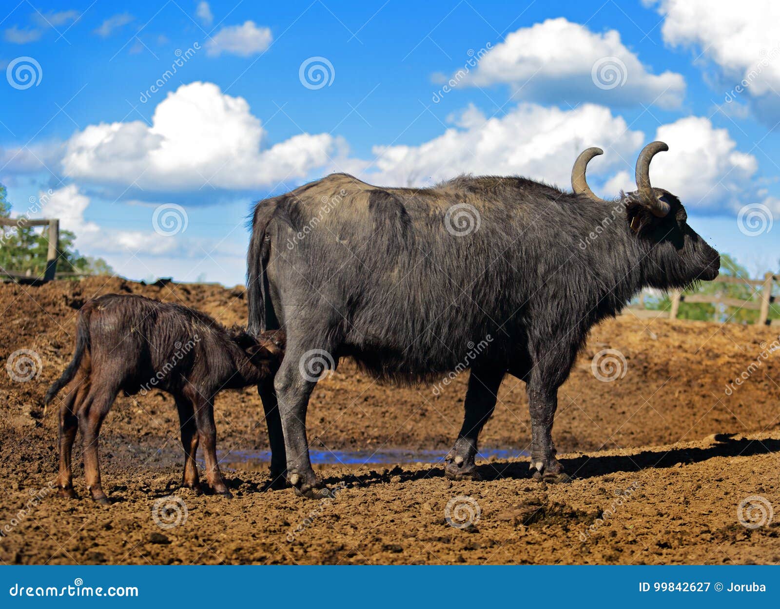Water Buffalo Cow Feed Calf Stock Image - Image of calf, african: 99842627