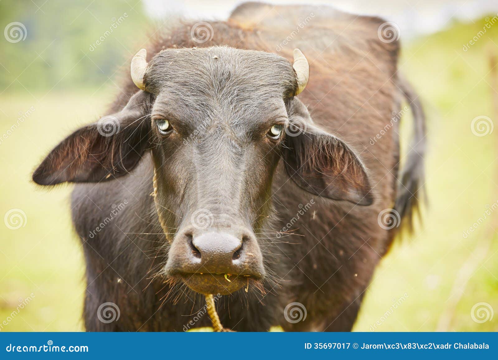 Water buffalo stock image. Image of close, countryside - 35697017