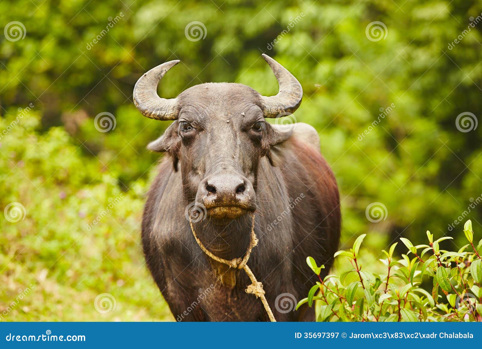 Water buffalo stock image. Image of grass, close, outdoor - 35697397