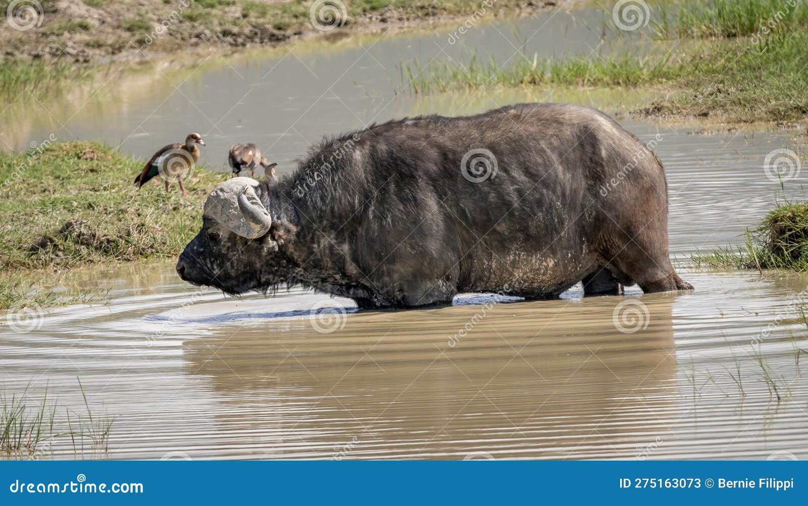 Water buffalo crossing stock image. Image of water, animal - 275163073