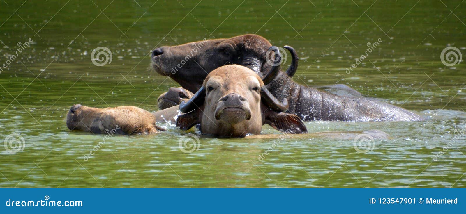 The water buffalo stock image. Image of green, buffalo - 123547901