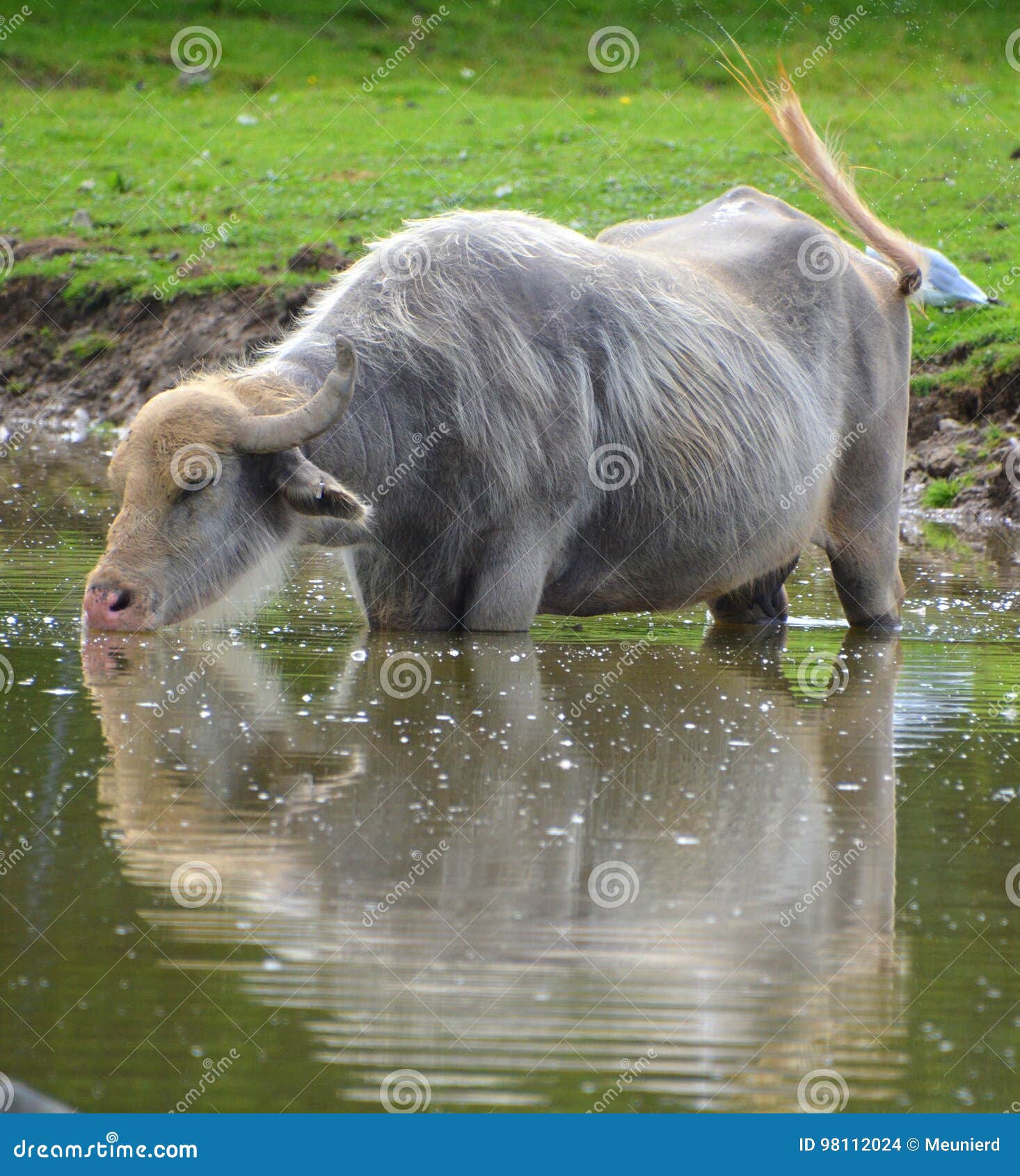 The water buffalo stock photo. Image of field, buffalo - 98112024