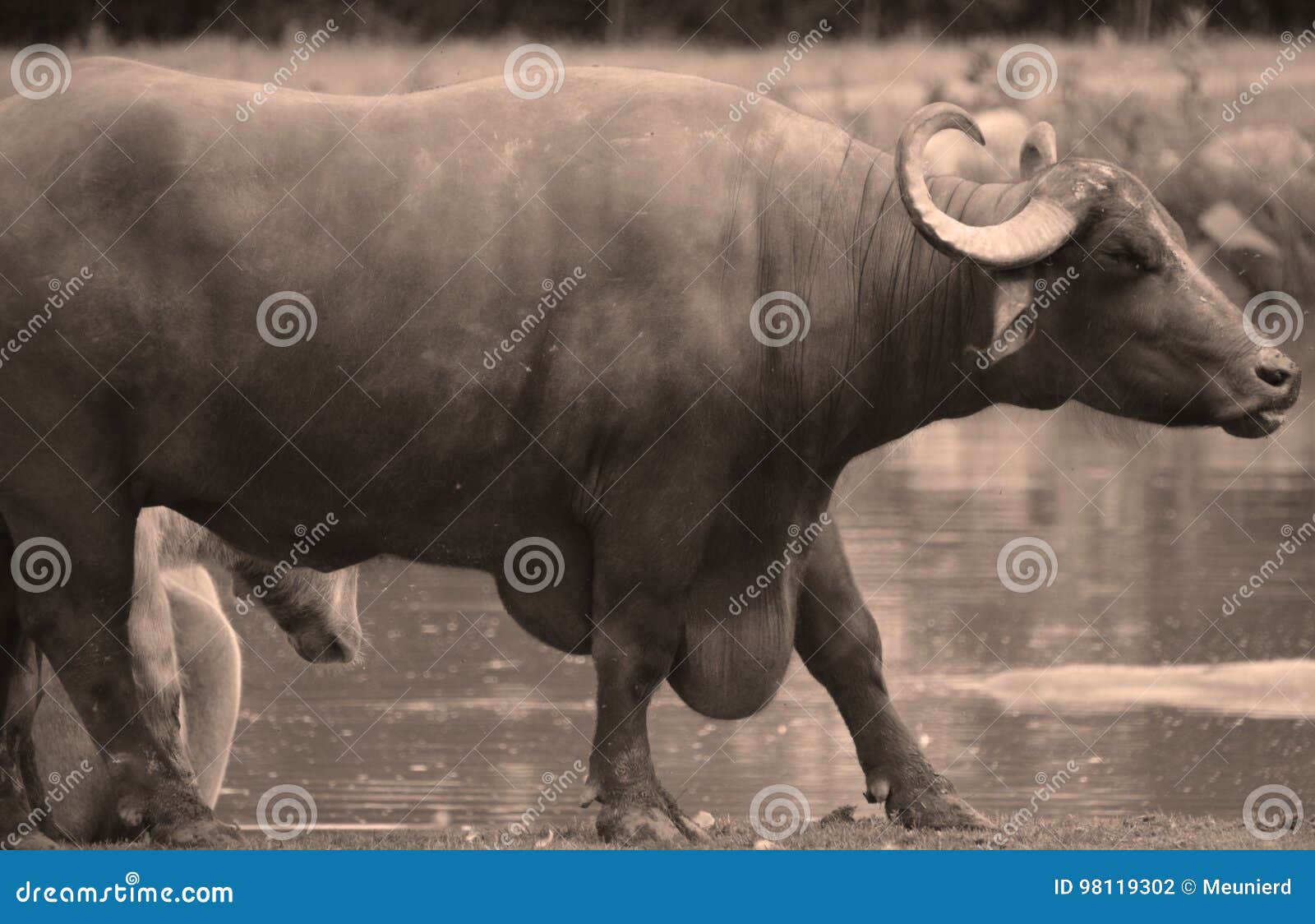The water buffalo stock photo. Image of close, black - 98119302