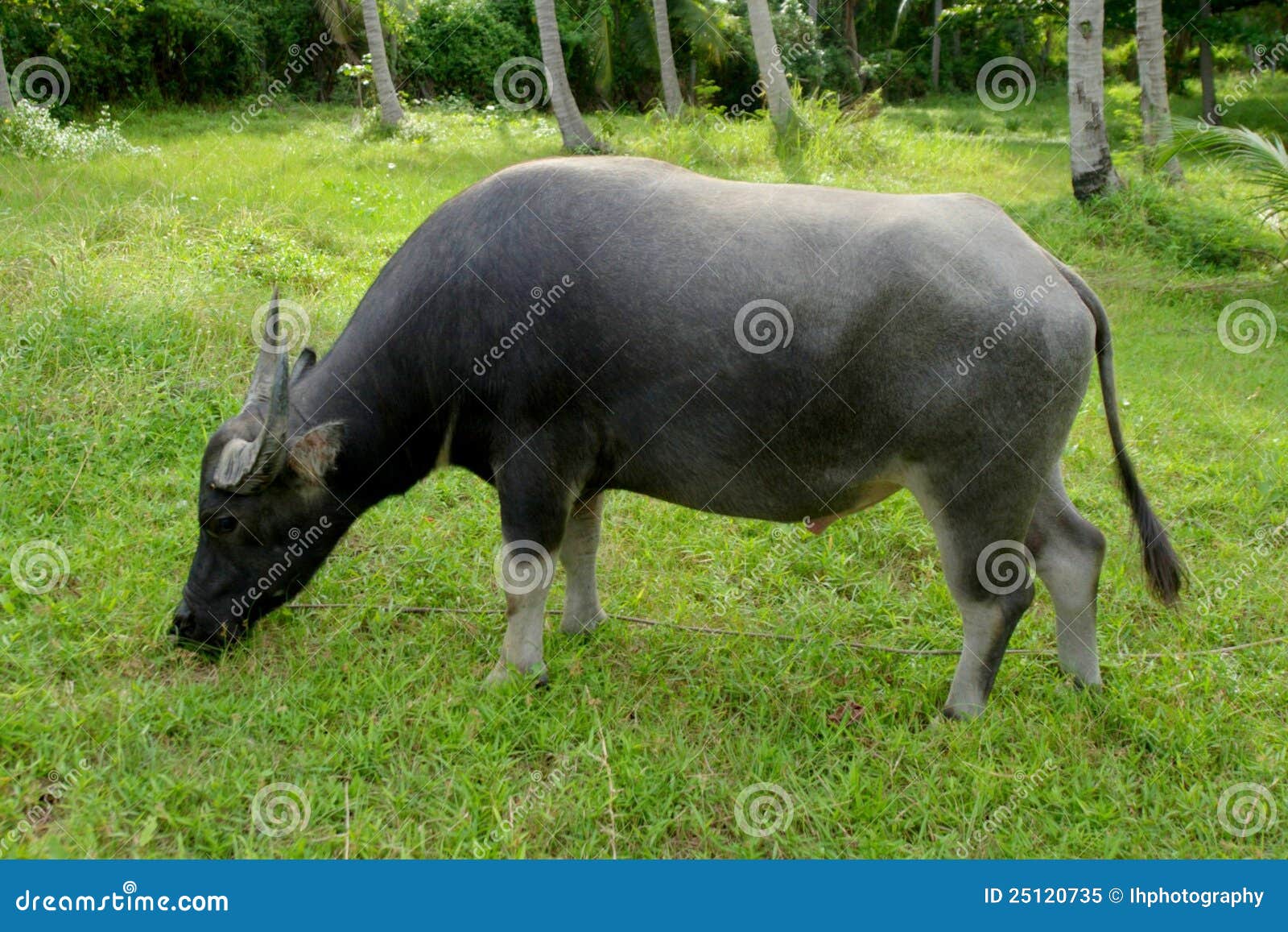 Water buffalo eating grass stock image. Image of animal - 25120735