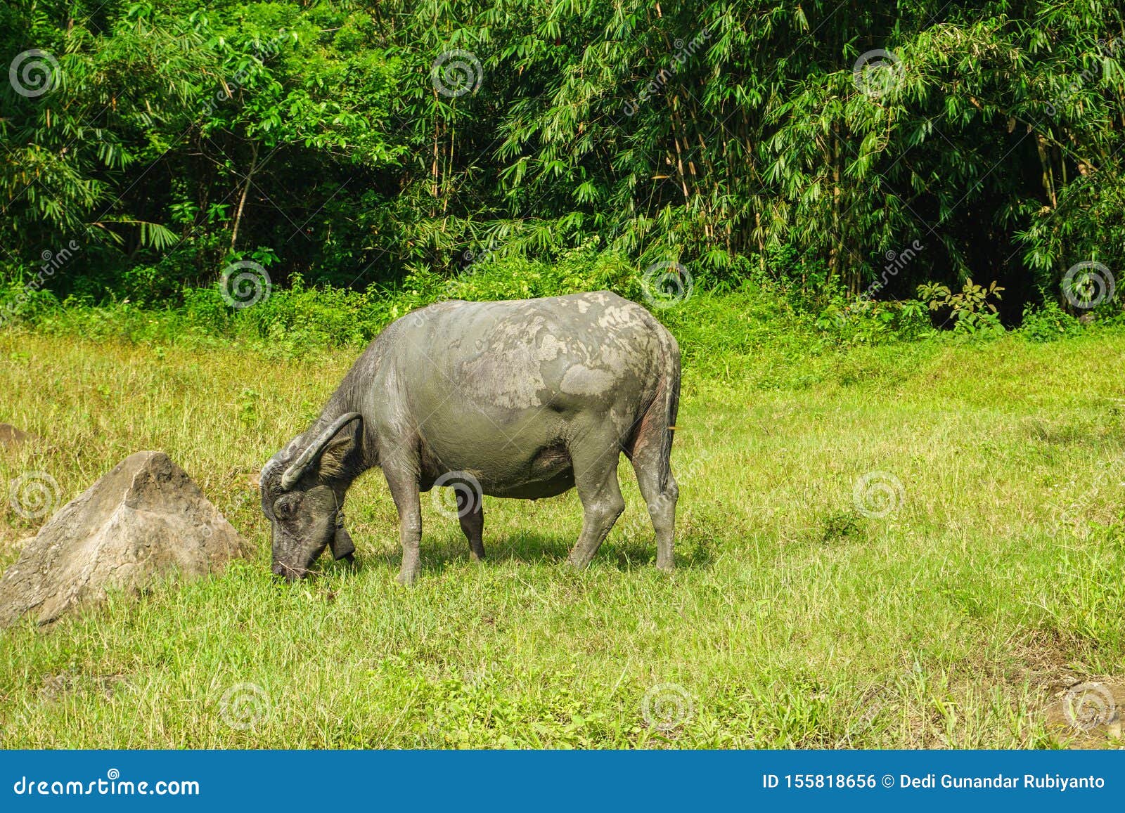 Water Buffalo Eating Grass in Field Stock Photo - Image of isolated ...