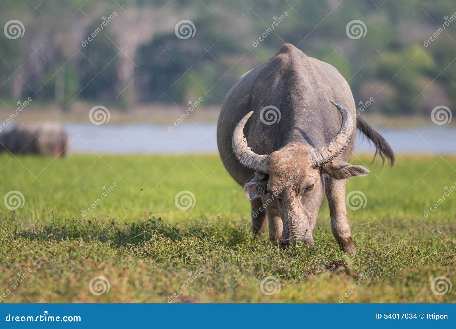 Water buffalo stock photo. Image of cultivate, kwai, field - 54017034