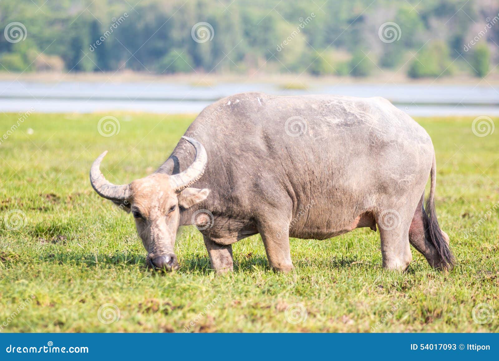 Water buffalo stock image. Image of nature, kwai, eating - 54017093