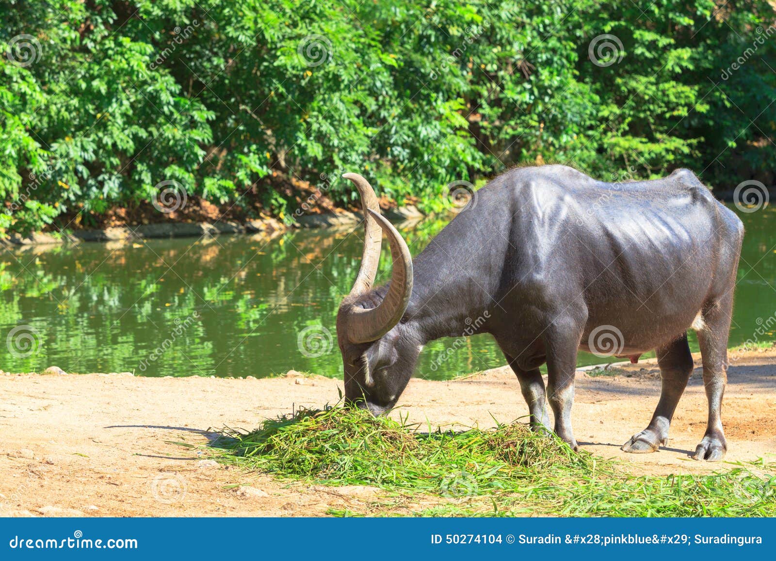 Water buffalo eating grass stock photo. Image of green - 50274104