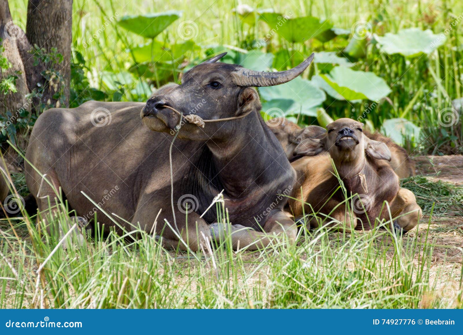Water Buffalo family stock photo. Image of eating, agressive - 74927776