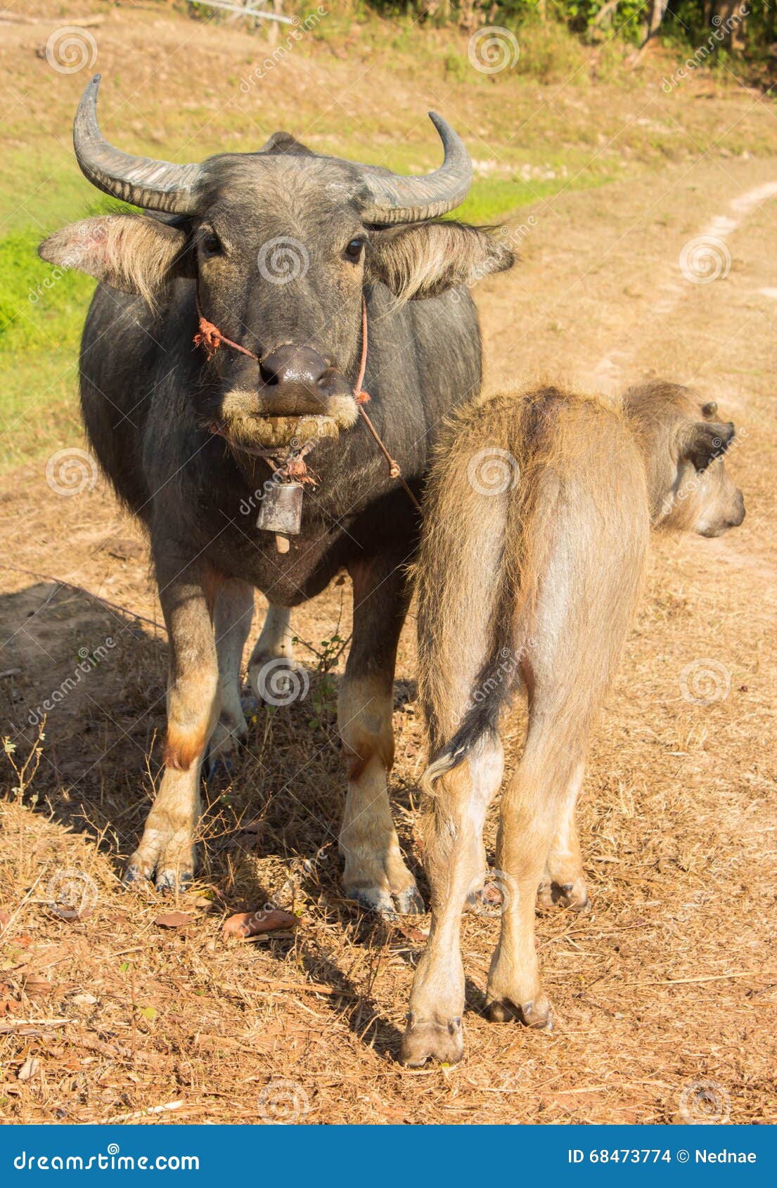 Water buffalo in farm stock photo. Image of wild, beast - 68473774