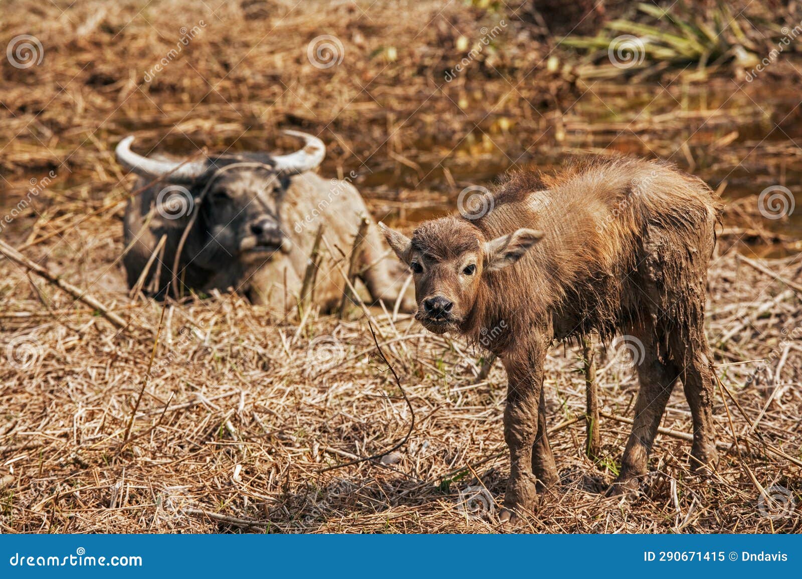 Water Buffalo Feeding in the Rice Fields on Northern Luxon Stock Image ...