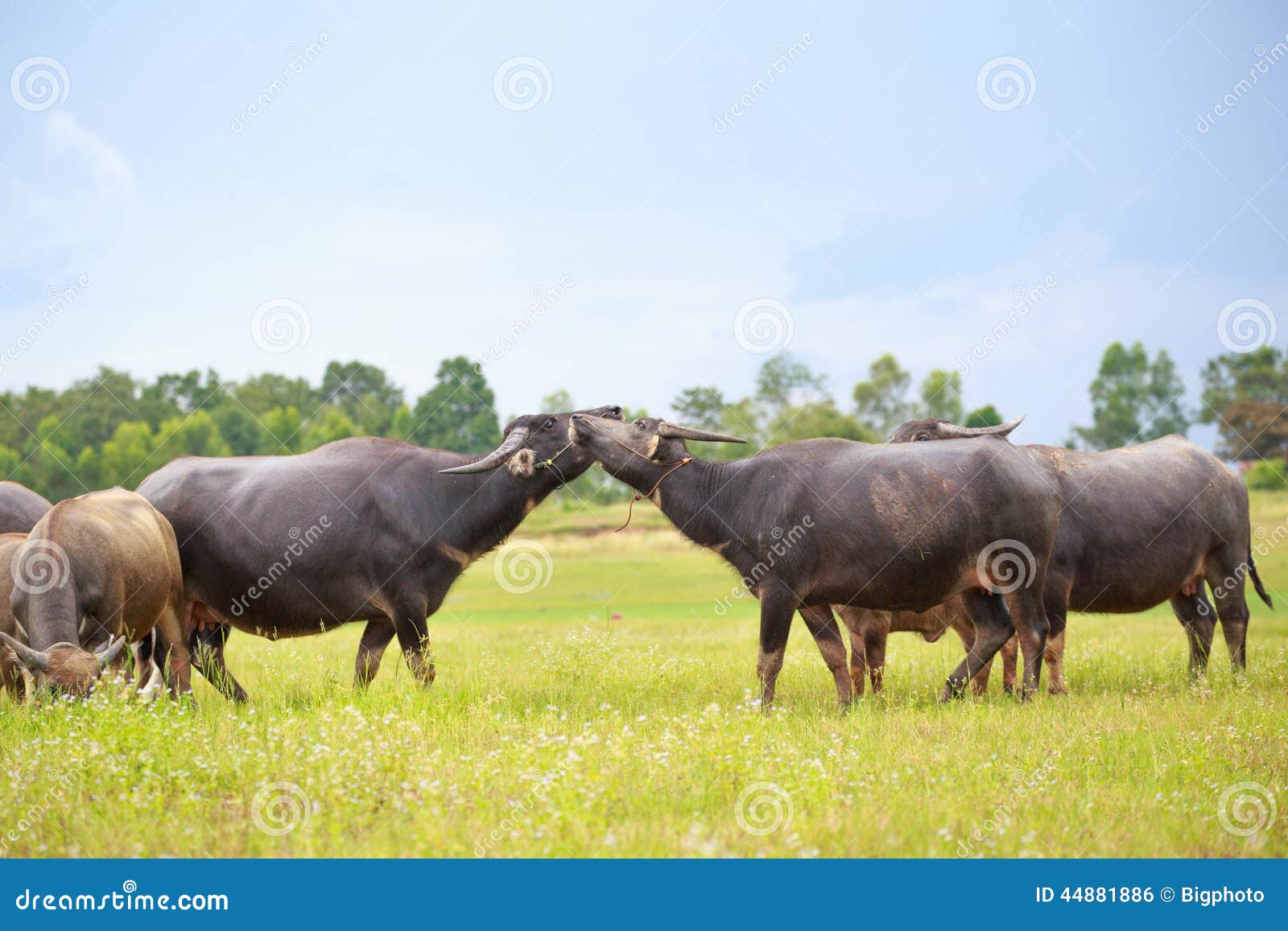 Water Buffalo Fighting in Green Grass Stock Photo - Image of green ...