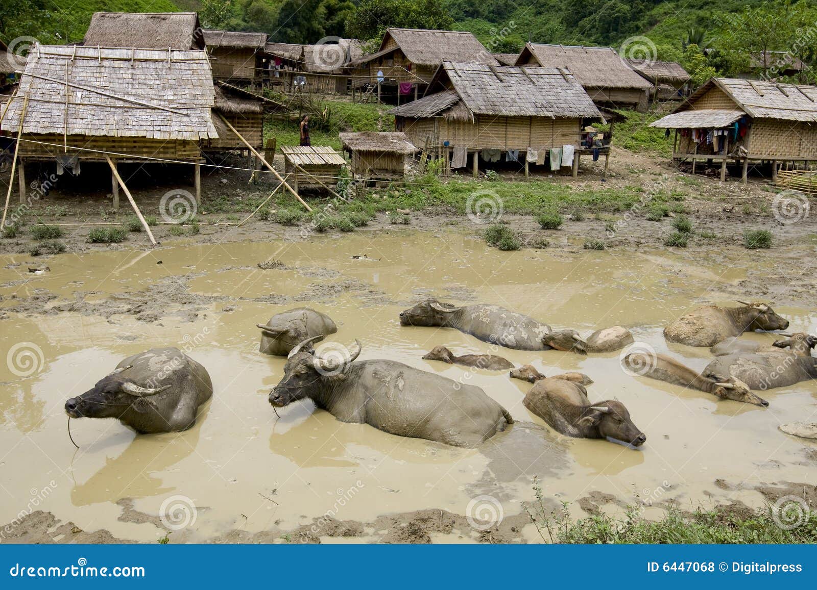 Water Buffalo in Front of Hmong Village, Laos Stock Photo - Image of ...