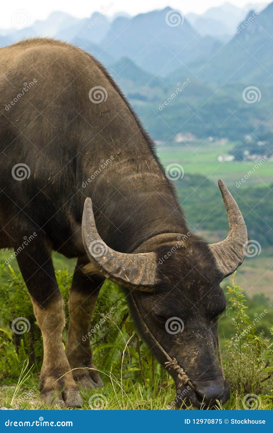 Water buffalo grazing stock image. Image of mountain - 12970875