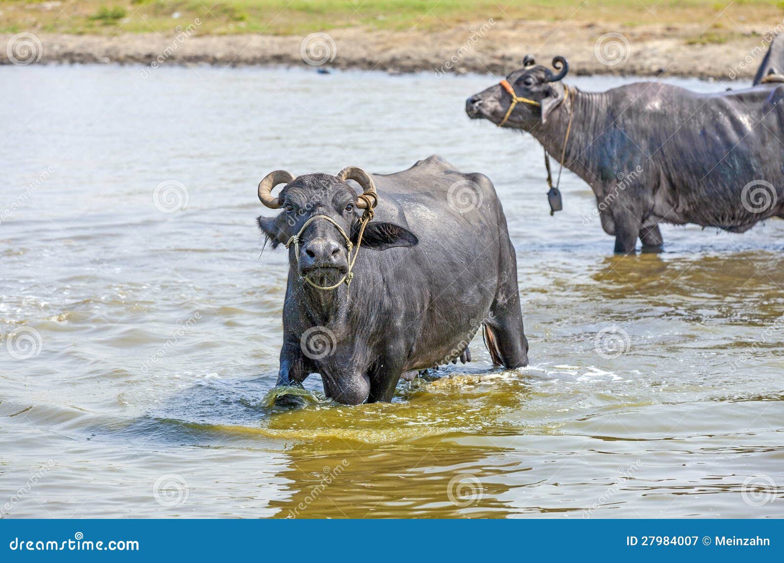 Water buffalo in the lake stock image. Image of asia - 27984007