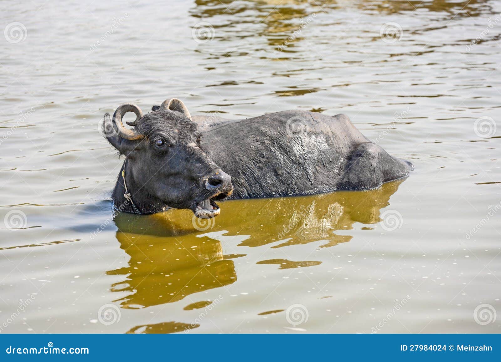 Water buffalo in the lake stock photo. Image of lake - 27984024