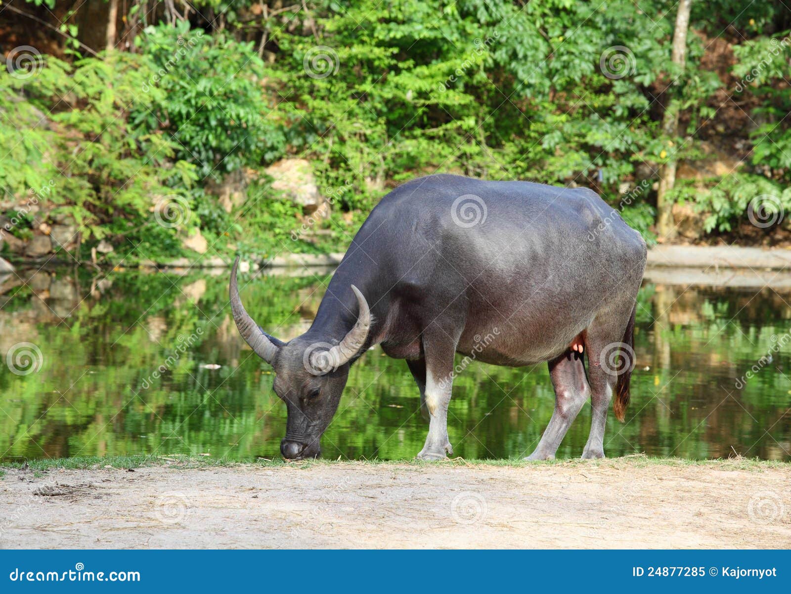 Water Buffalo (Local Thailand Buffalo) Stock Image - Image of ...