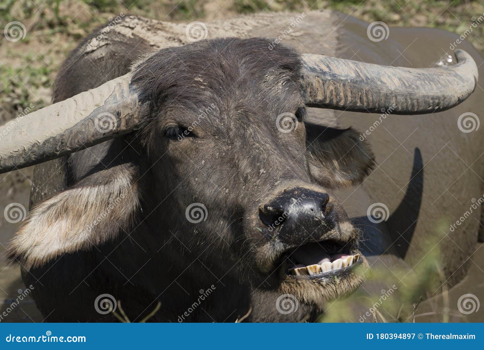 Water Buffalo Making a Face Stock Image - Image of asian, finished ...