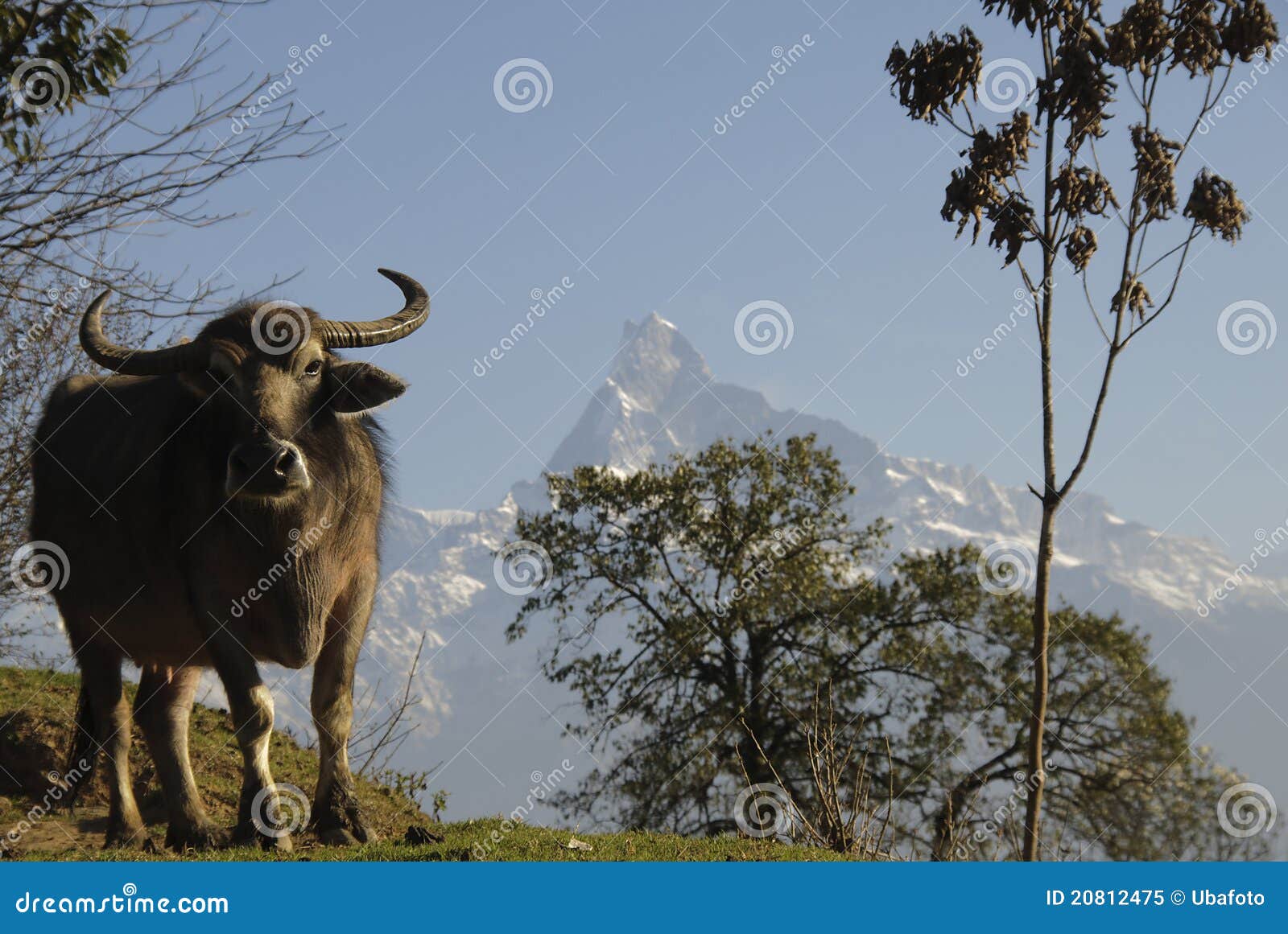 Water Buffalo on a Mountain in the Himalayas. Stock Image - Image of ...