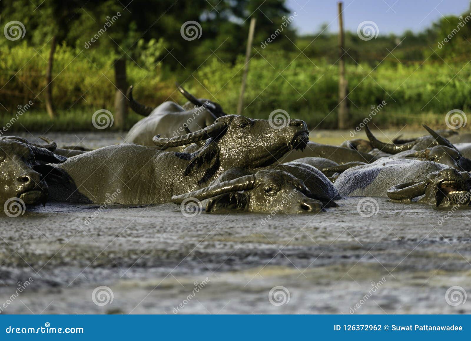 Water buffalo in mud stock photo. Image of farm, field - 126372962