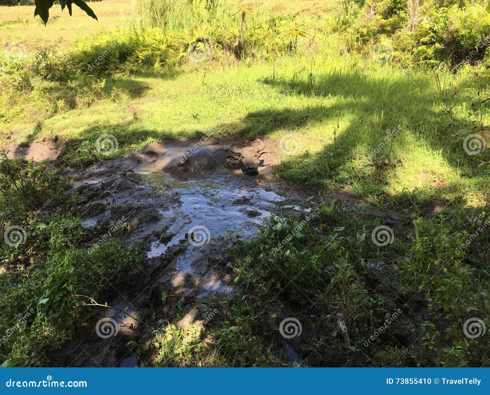 Water Buffalo in a Mud Pool Stock Photo - Image of pool, side: 73855410