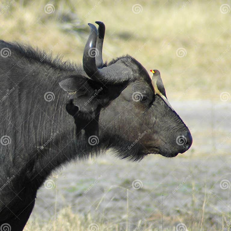 Water Buffalo & Oxpecker Stock Image - Image of nature, buffalo: 134329