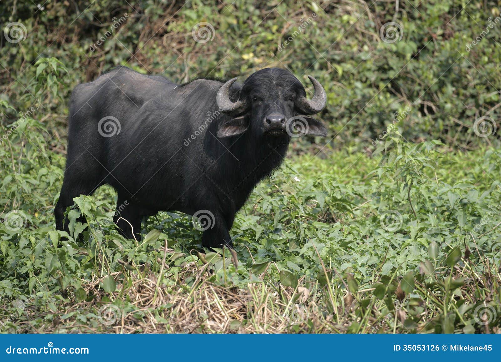Water buffalo stock photo. Image of marsh, water, domestic - 35053126