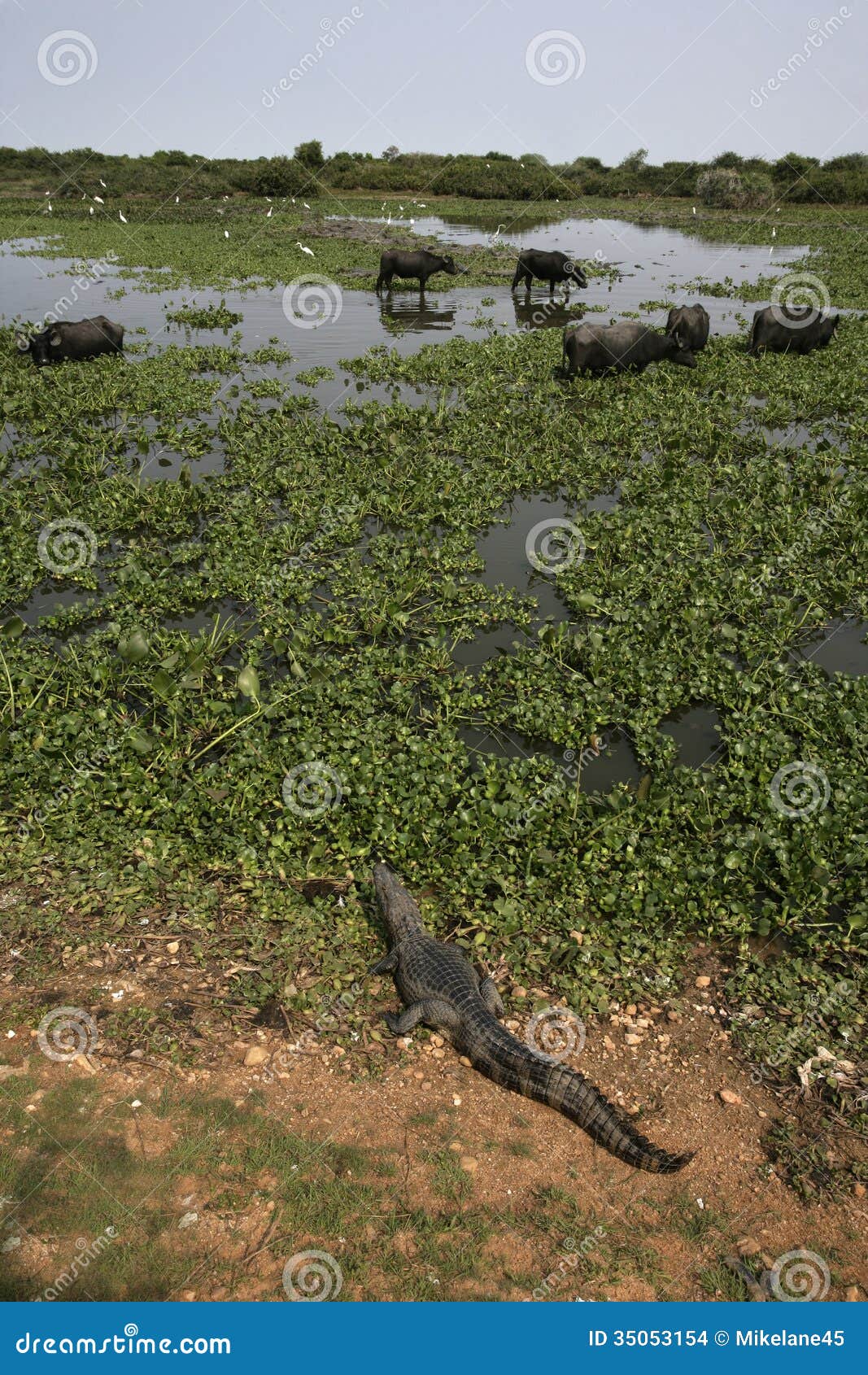 Water buffalo stock photo. Image of landscape, tree, bank - 35053154