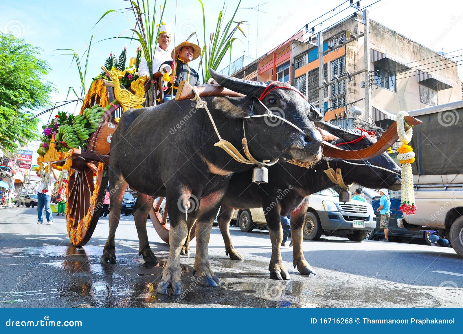 Water Buffalo Parade on the Road in Buffalo Racing Editorial Stock ...