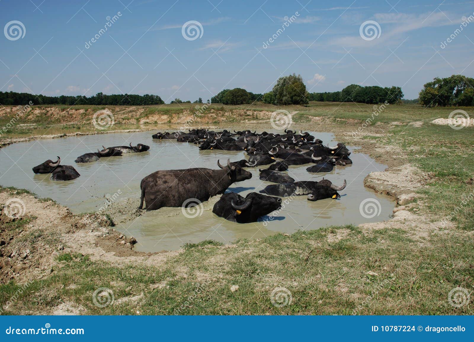 Water Buffalo in Pond stock photo. Image of horned, lagoon - 10787224