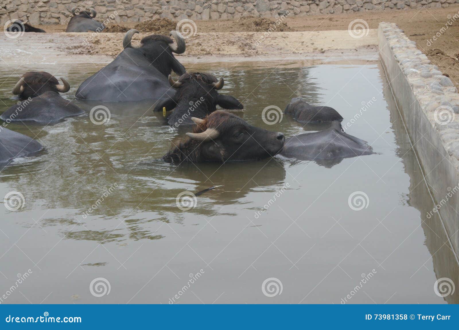 Water Buffalo in Pool, Lima, Peru Stock Photo - Image of zoological ...