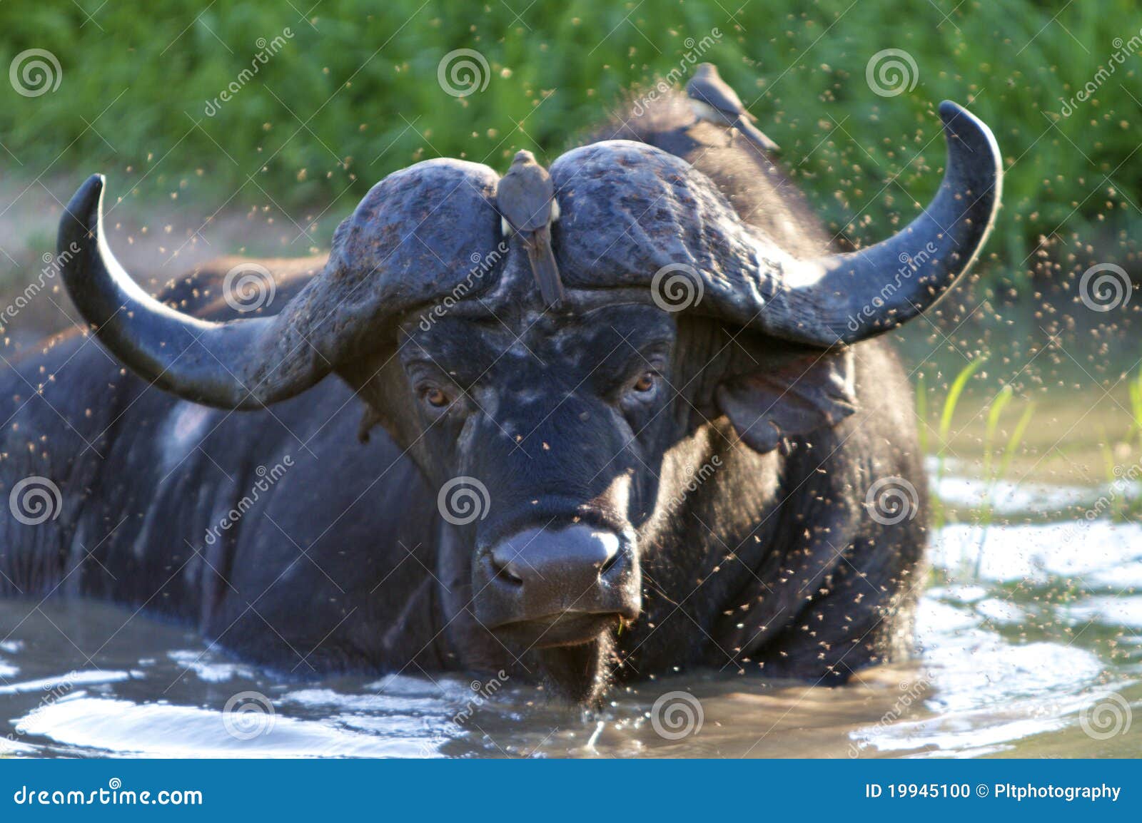 Water Buffalo in Puddle stock photo. Image of antlers - 19945100