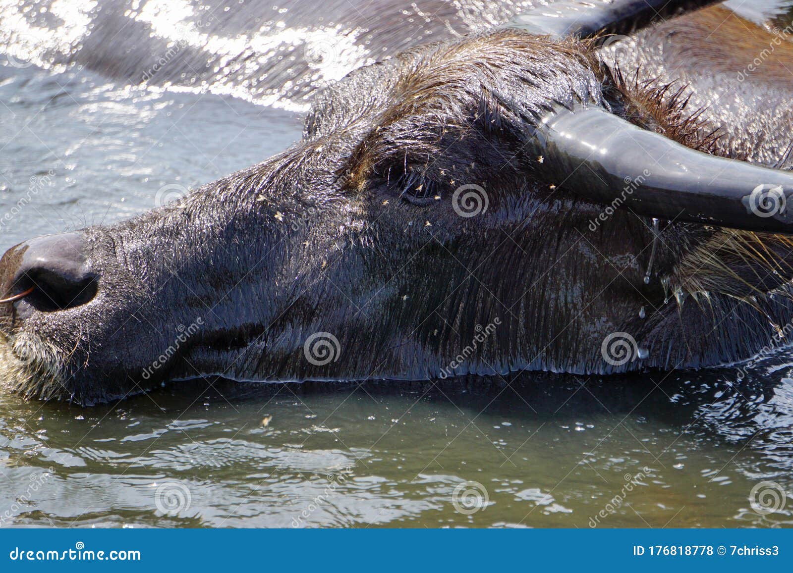 Water buffalo in a puddle stock photo. Image of muddy - 176818778