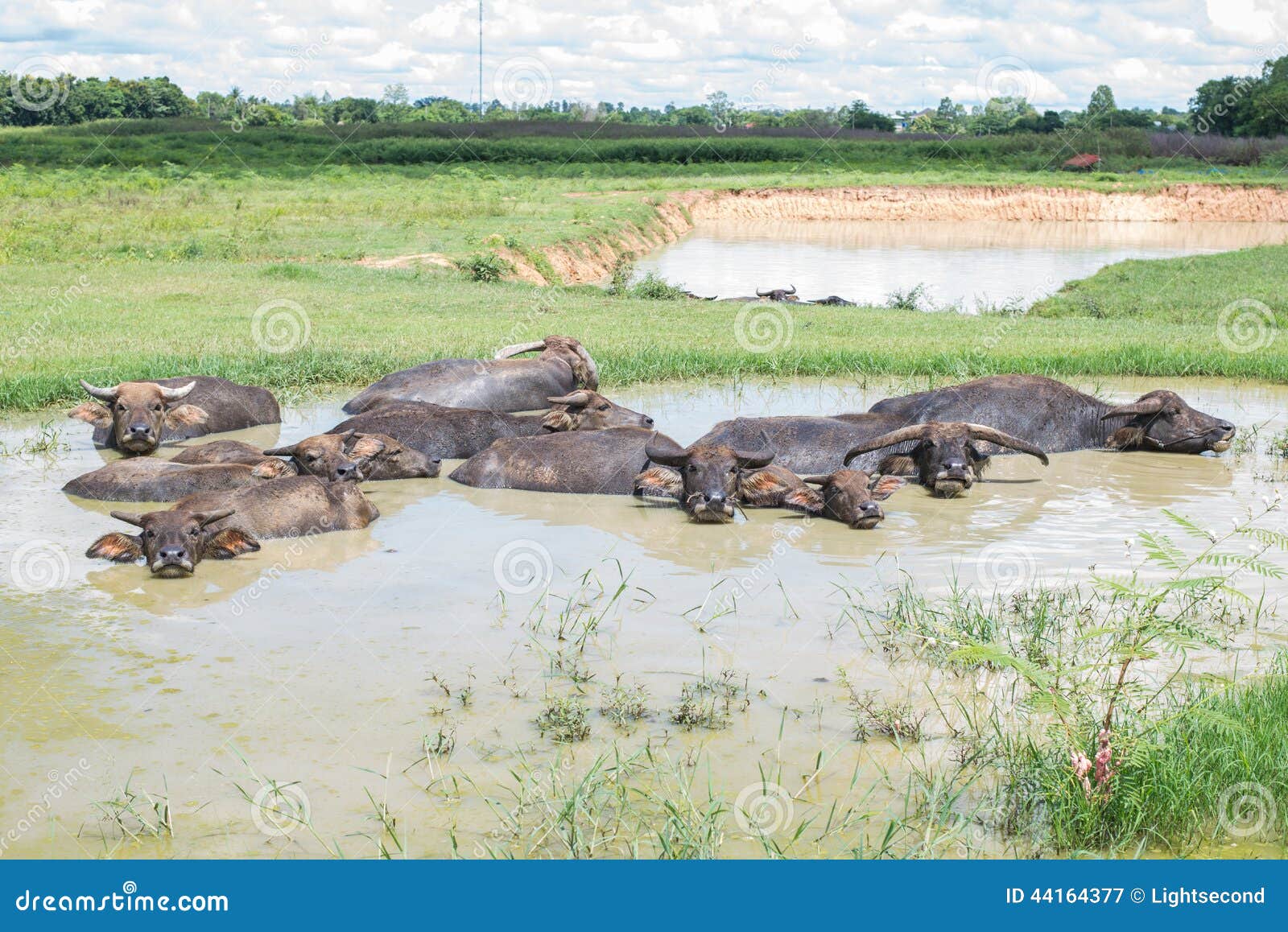 Water Buffalo stock image. Image of buffalo, heavy, heat - 44164377