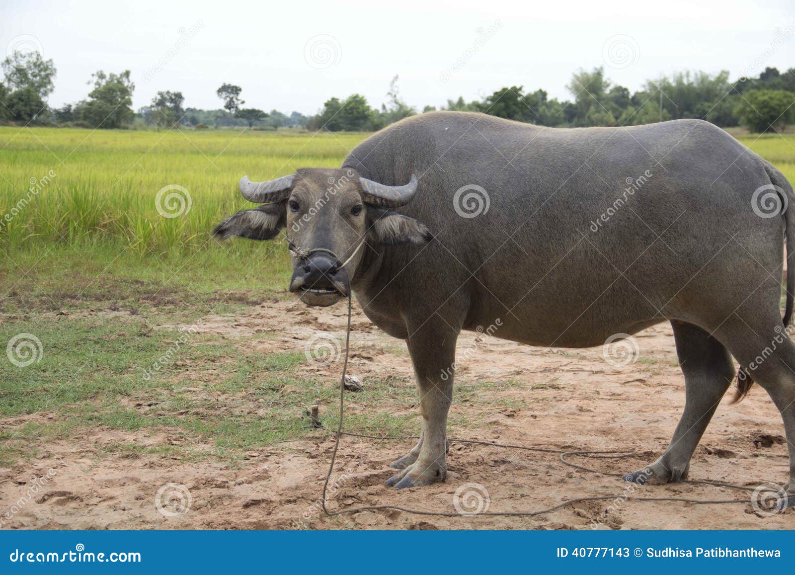Water Buffalo in Rice Field Stock Image - Image of country, horns: 40777143