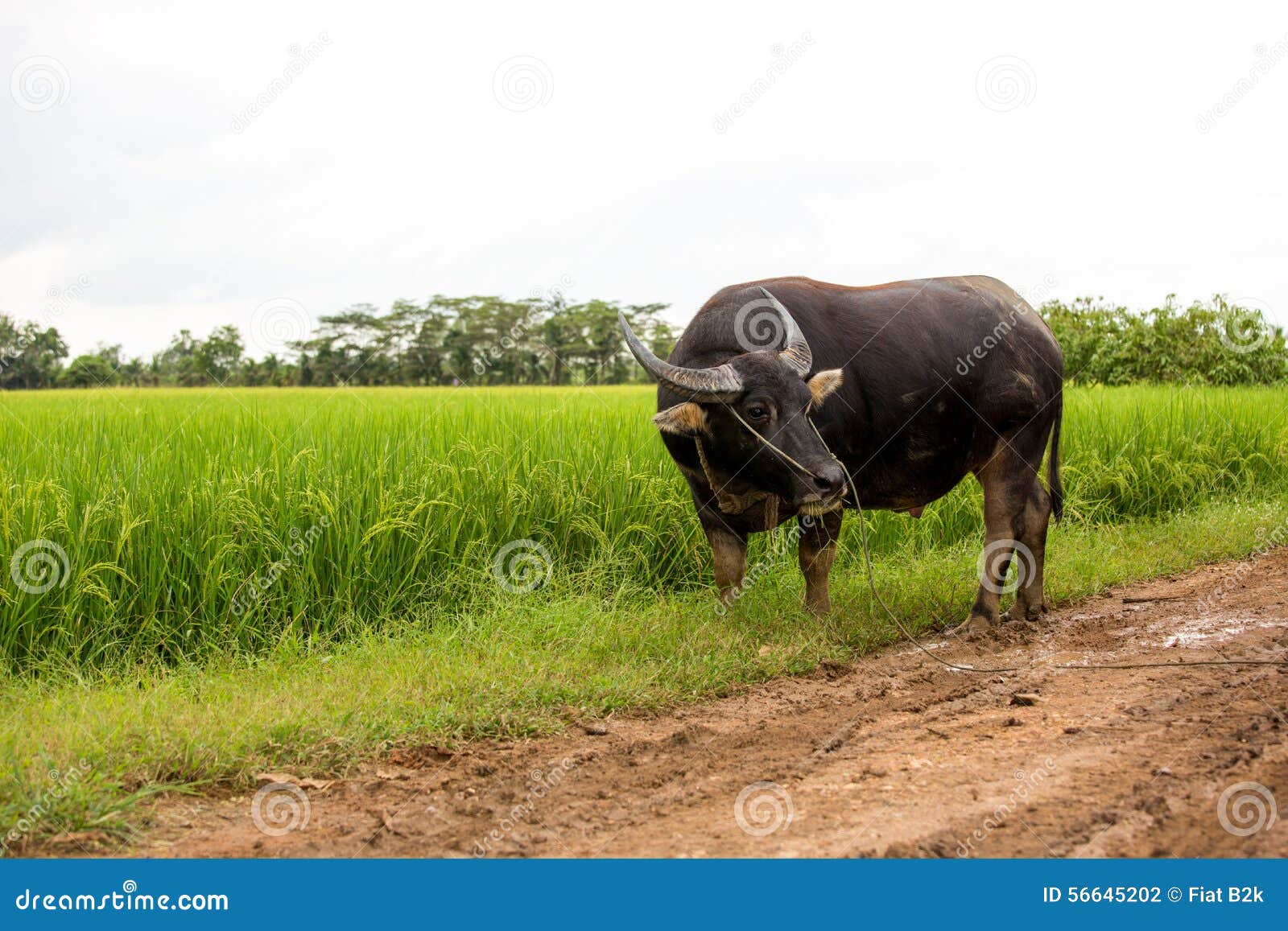 Water Buffalo and Rice Field Stock Photo - Image of outdoor, grass ...